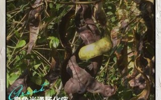 皂角米孕妇可以吃吗_皂角米孕期食用禁忌