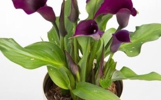 马蹄莲怎么吃_马蹄莲食用方法