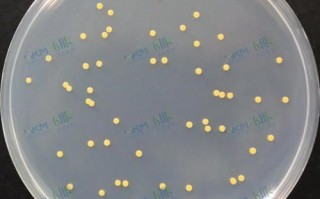 琼脂平板划线法步骤_如何避免污染