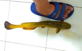 黄腊丁是什么鱼_黄腊丁和昂刺鱼区别