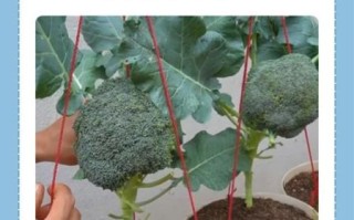 西兰花什么时候种_西兰花亩产量一般多少斤