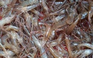 野生河虾吃什么食物_野生河虾主要食物来源