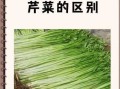 旱芹菜图片_旱芹菜和芹菜的区别