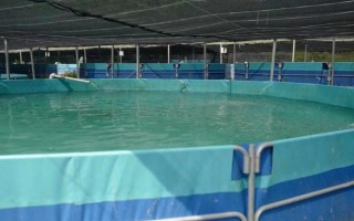 日本的香鱼是什么鱼_香鱼为什么叫香鱼