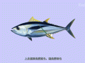 吞拿鱼是什么鱼_吞拿鱼和金枪鱼区别