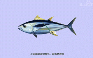 吞拿鱼是什么鱼_吞拿鱼和金枪鱼区别