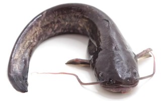 鲇鱼图片大全_鲇鱼长什么样