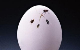 苍蝇不叮无缝的蛋是什么意思_如何避免被苍蝇盯上