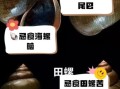 田螺的功效与禁忌_哪些人不能吃田螺