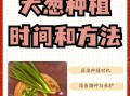 大葱什么时候种最合适_大葱种植方法步骤详解