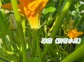 西葫芦什么时候种_西葫芦种植方法步骤