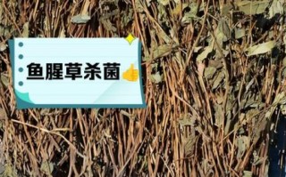 鱼腥草长什么样_鱼腥草的功效与作用