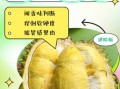 榴莲蜜怎么看熟不熟_榴莲蜜成熟判断方法
