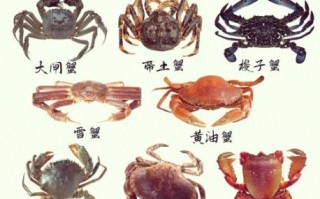 蟹类大全及名字_常见蟹种有哪些