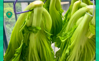 芥菜咸菜怎么腌制_芥菜咸菜腌制方法