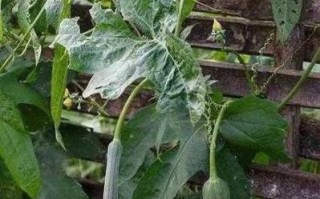 草莓丝瓜向日葵黄瓜榴莲鸭脖_哪个更受欢迎