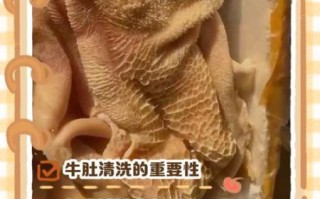 牛肚怎么清洗_牛肚清洗方法