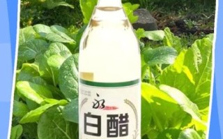 白醋能杀菌吗_白醋怎么使用