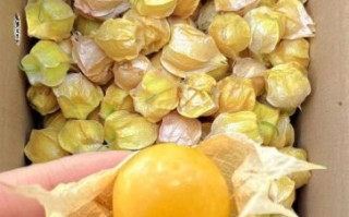 姑娘果一天吃多少最好_吃多了会怎样