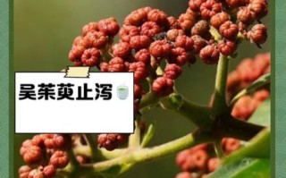 吴茱萸的功效与作用_吴茱萸的禁忌有哪些