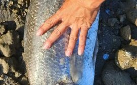 野钓大鱼视频怎么拍_野钓大鱼用什么饵