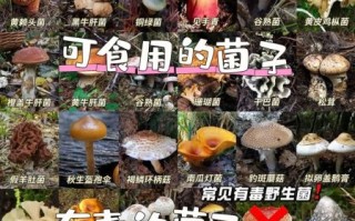 蘑菇的种类有哪些_如何区分可食用与有毒蘑菇