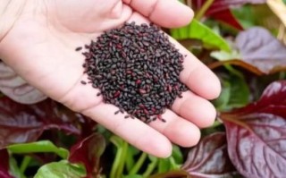 苋菜红怎么读_苋菜红拼音声调