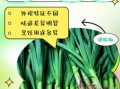 葱和蒜的区别_葱蒜怎么区分