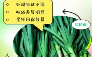 葱和蒜的区别_葱蒜怎么区分