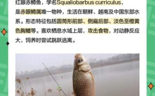 红眼鱼吃什么_红眼鱼怎么钓 红眼鱼吃什么_红眼鱼怎么钓