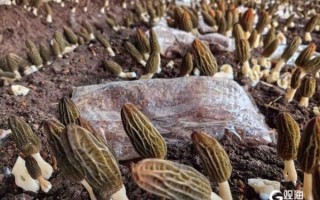 种植蘑菇的成本与利润_一亩地能赚多少钱