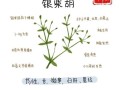 银柴胡的功效与作用_银柴胡适合什么人吃