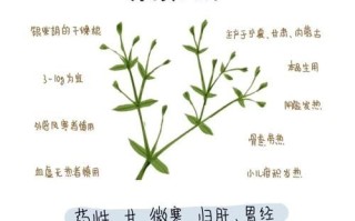 银柴胡的功效与作用_银柴胡适合什么人吃