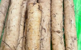牛蒡长什么样_牛蒡和山药的区别
