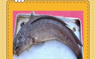 清江鱼是海鱼还是河鱼_清江鱼产地与水质