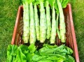 秋天的蔬菜有哪些_秋天适合吃什么蔬菜