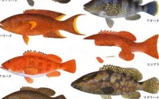 石斑鱼种类大全_石斑鱼图片怎么区分