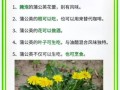 蒲公英有什么功效_蒲公英泡水喝的正确方法