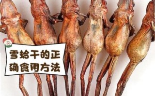 雪蛤早上吃还是晚上吃_最佳食用时间