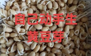 黄豆芽可以直接炒吗_黄豆芽要不要焯水