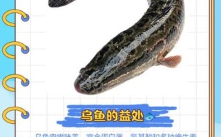 乌鱼影视在线下载安全吗_乌鱼影视怎么下载到手机