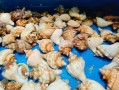 香螺煮多久才熟_香螺焯水几分钟最佳