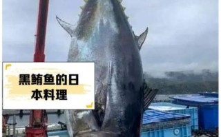 黑鲔鱼价格多少钱一斤_黑鲔鱼为什么这么贵
