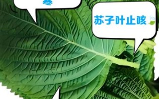 苏子叶图片长什么样_如何辨别真假苏子叶