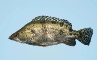 鳜鱼拼音怎么读_鳜鱼怎么做好吃