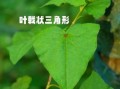 金荞麦片副作用_金荞麦片吃了会拉肚子吗