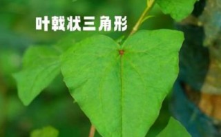 金荞麦片副作用_金荞麦片吃了会拉肚子吗