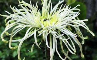 丝丝入扣是什么意思_丝丝入扣的近义词有哪些