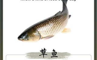 草鱼的营养价值及功效与作用禁忌_草鱼适合什么人吃