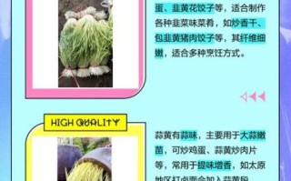 韭黄和蒜黄的区别图_哪个更有营养